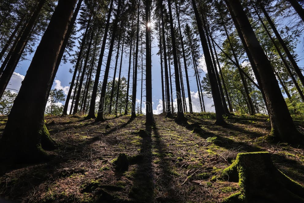 Shadow and sun forest stock image. Image of germany - 159933181
