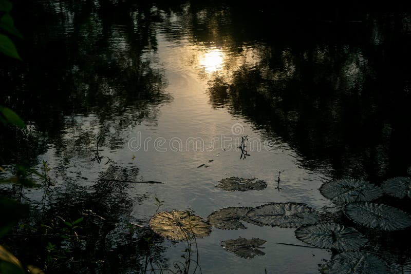 The Shadow of the Sun in the Water. Sunlight on the Lotus Leaf in the ...