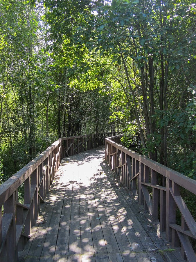 Shadow and Sunlight on a Wooden Eco Trail in a Public Park. Stock Image ...