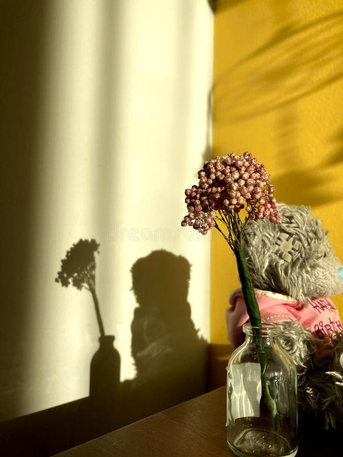 Shadow from Teddy Bear, Shadow from a Flower Stock Image - Image of ...