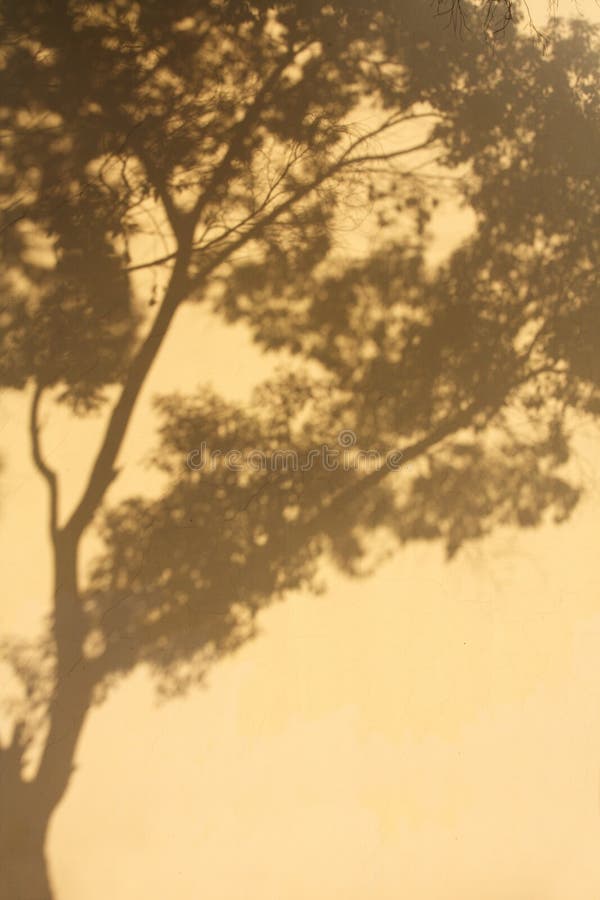 Shadow of the tree stock photo. Image of branches, impression - 17161862