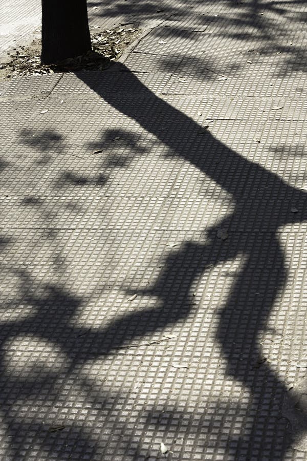 Shadow of a Tree stock image. Image of plant, shade, urban - 18955003