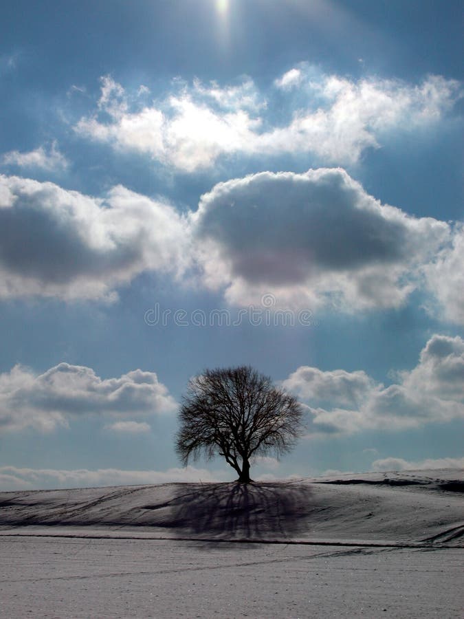 Shadow tree 2 stock image. Image of shadow, winter, landscape - 16720695