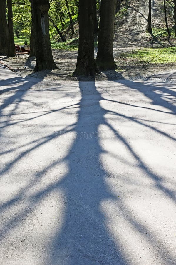 Shadow of a Tree stock photo. Image of plant, shadow - 18939468
