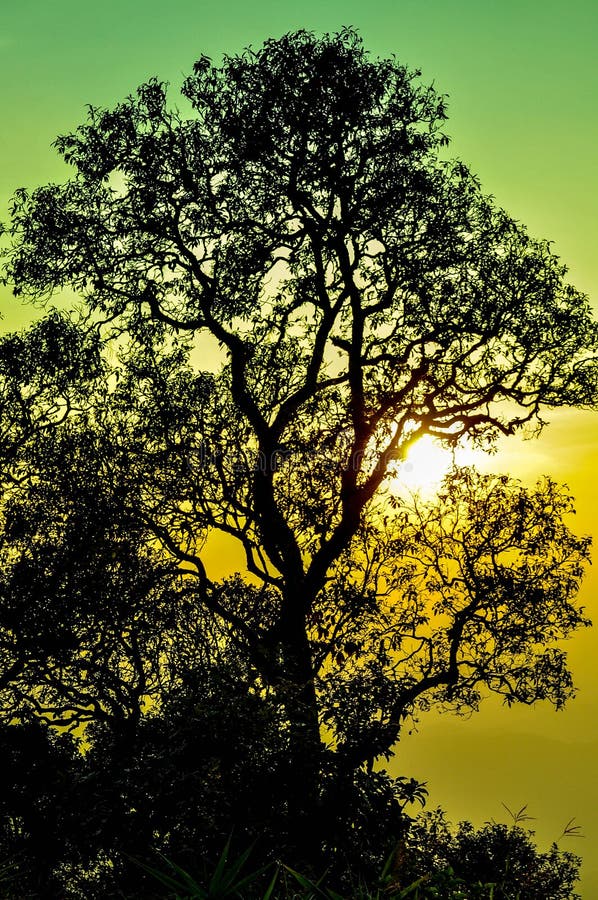 Shadow tree stock image. Image of sunlight, nature, landscape - 24666465