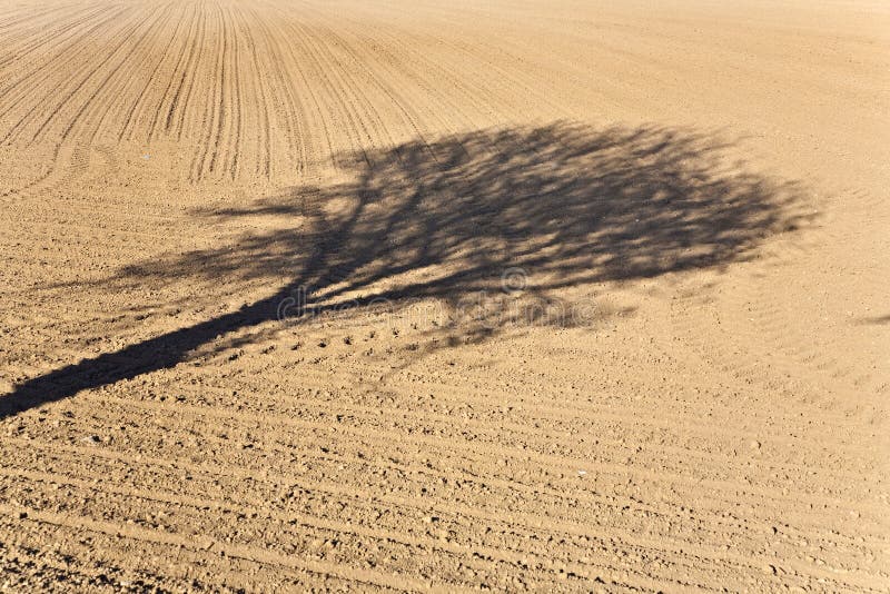Shadow of a tree stock image. Image of cold, outdoor - 37133453