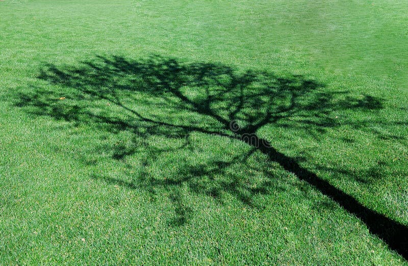 Shadow of the tree stock photo. Image of plant, spring - 8854614