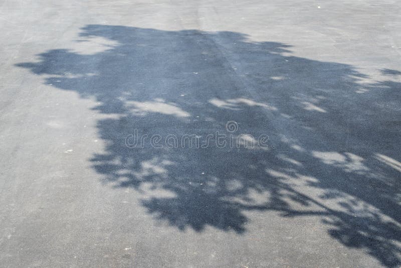 Shadow of Tree on the Asphalt Stock Photo - Image of canopy, reforest ...