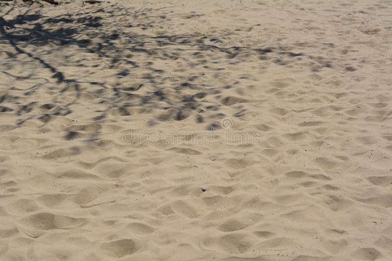 Shadow of Tree on Beach Sand during Sunny Day Stock Image - Image of ...