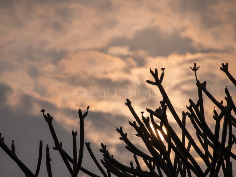 The Shadow Tree Behind the Sun Stock Photo - Image of thailand, morning ...