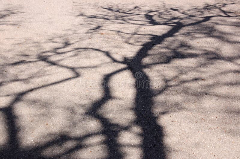 Shadow of the tree stock image. Image of abstract, outdoor - 92023219
