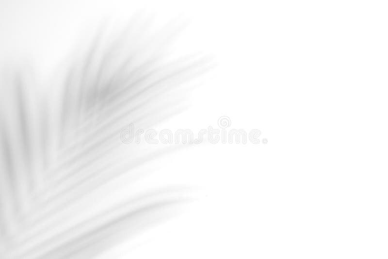 Shadow Tree Black and White Texture Background Stock Image - Image of ...