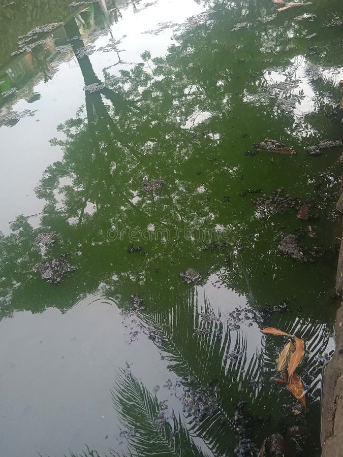 The Shadow of a Tree on the Blue Water Stock Image - Image of water ...