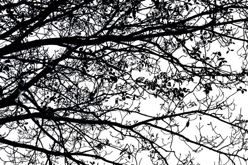 Shadow of tree branch stock image. Image of leaf, tree - 36069555