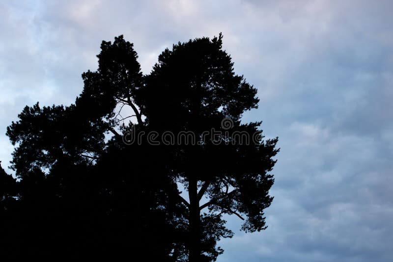 Shadow of Tree Branches Against Dark Sky Stock Photo - Image of scary ...