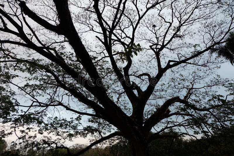 Shadow of tree branches stock image. Image of autumn - 88533615