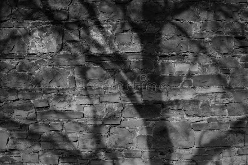 Black and White Image. Shadow of Tree Branches on Decorative Stone Wall ...