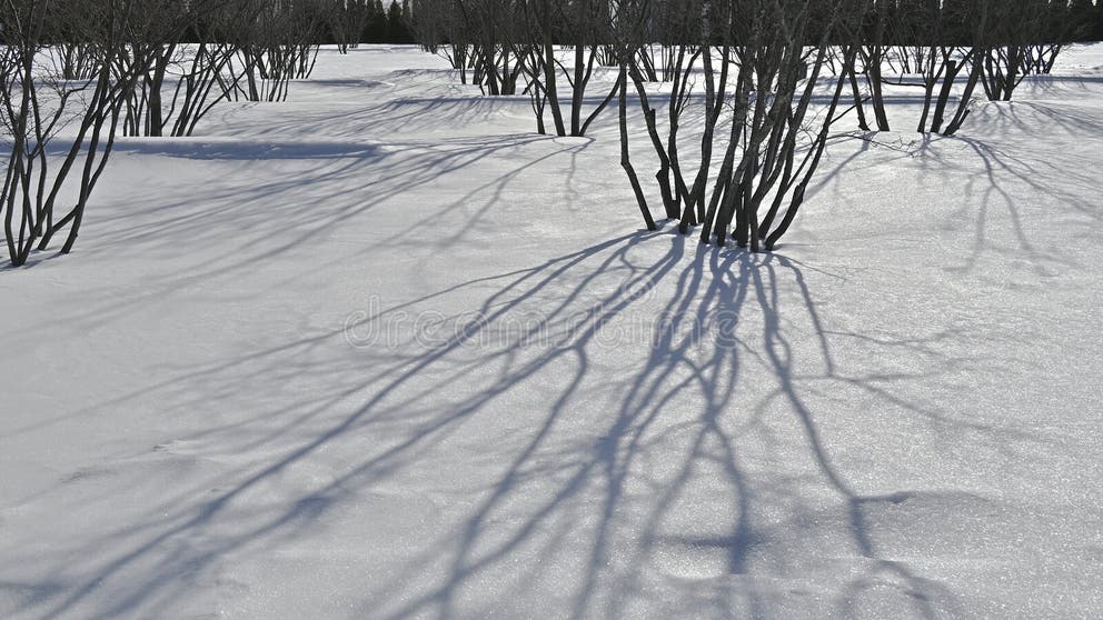 Shadow of Tree Branches in the Fresh Snow. Stock Image - Image of ...