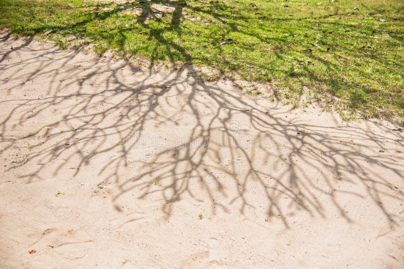 .the Shadow of the Tree Branches on the Ground Stock Photo - Image of ...