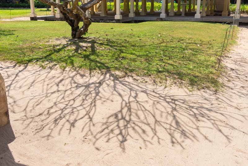 .the Shadow of the Tree Branches on the Ground Stock Photo - Image of ...