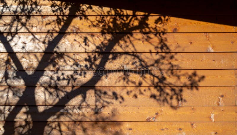 Shadow of Tree Branches on Rustic Cabin Wall at Sunset Stock ...