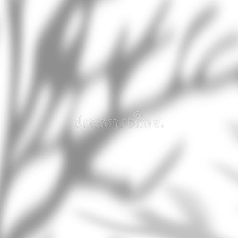 Shadow from Tree Branches. Tree Branches Silhouette in Defocus Stock ...