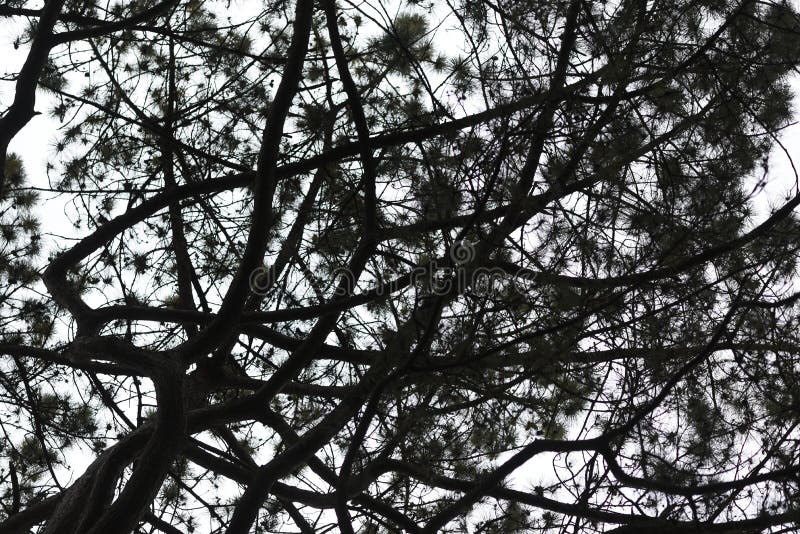 .the Shadow of Tree Branches, the Structure Stock Photo - Image of aged ...