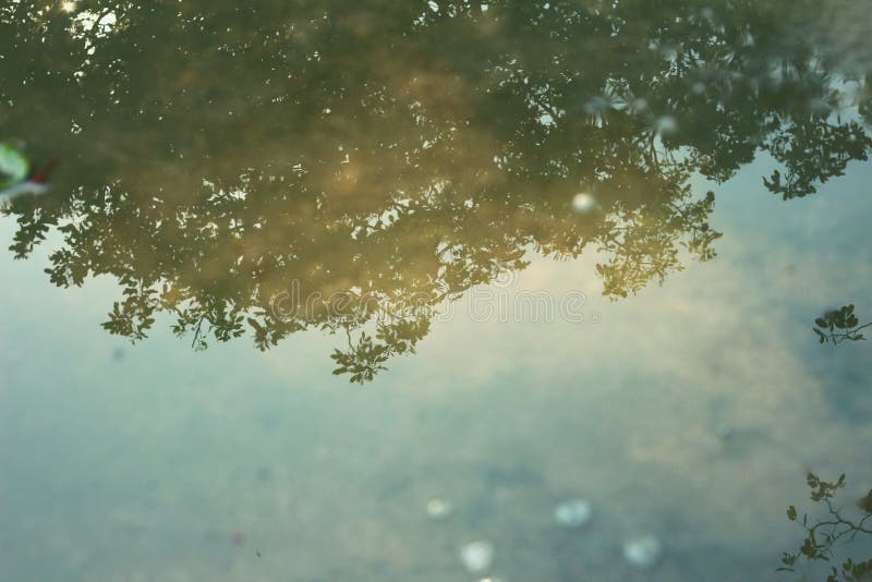 Shadow of Tree Branches on the Water. Stock Photo - Image of wild ...