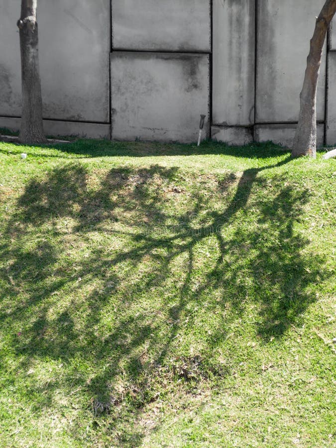 Shadow of a Tree in Decorative Garden, Concept Tree Stock Photo - Image ...