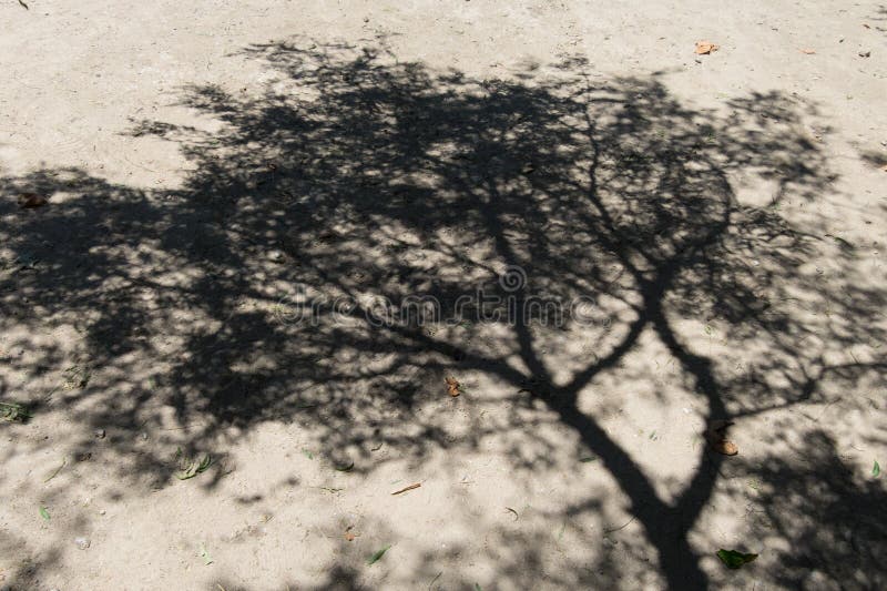 Tree Shadow Along the Trail Stock Image - Image of leaves, fence: 191232847