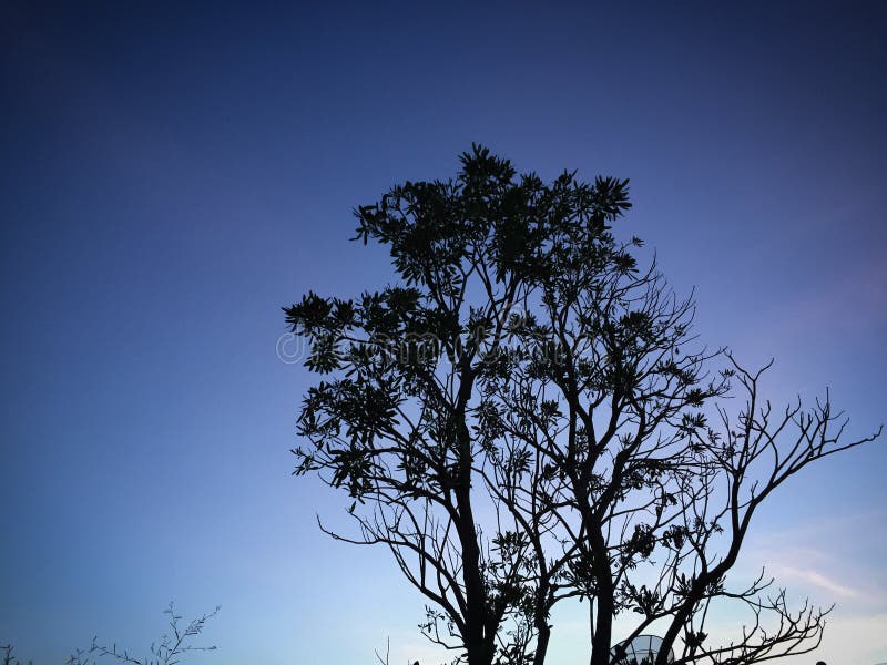 The Shadow of the Tree on the Evening Stock Photo - Image of autumn ...
