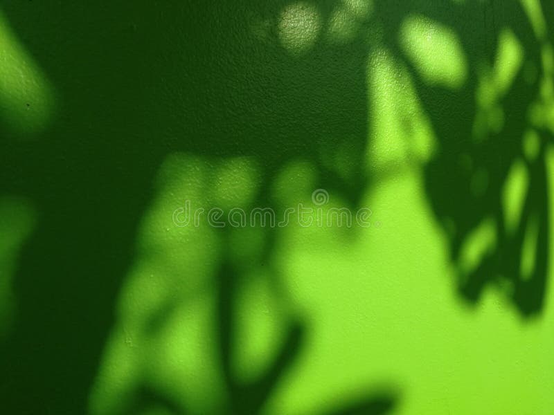Tree Shadow on Green Wall Background. Copy Space on the Wall. Stock ...