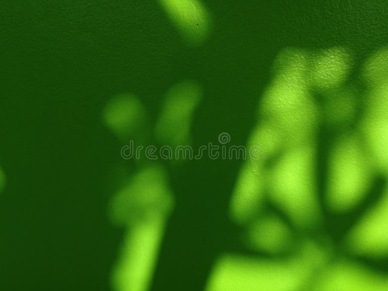 Tree Shadow on Green Wall Background. Copy Space on the Wall. Stock ...