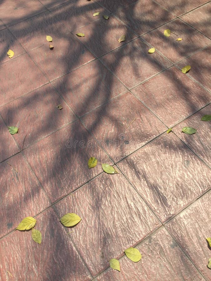 Shadow stock image. Image of shadow, tree, outside, floor - 68768813