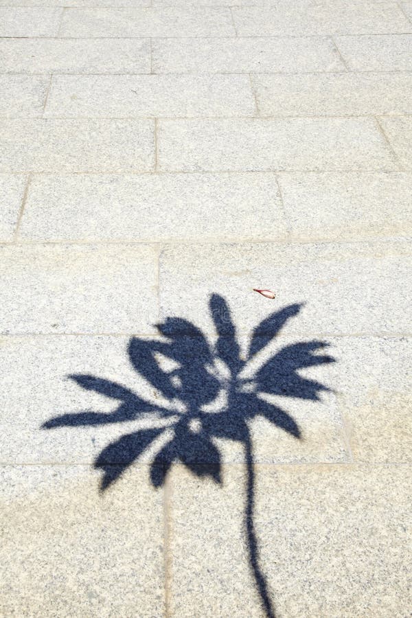 902 Tree Shadow Concrete Floor Stock Photos - Free & Royalty-Free Stock ...