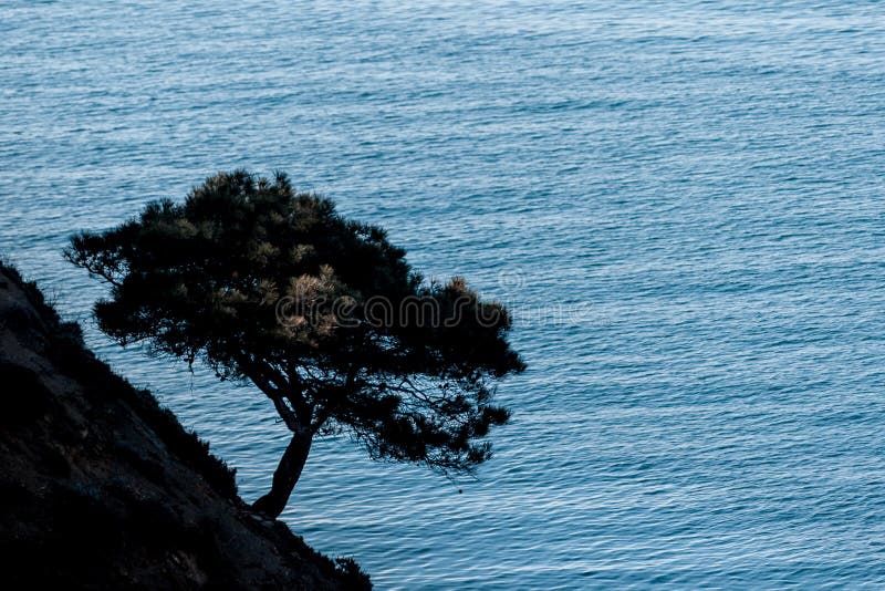 Shadow of Tree in Front of Blue Sea View Stock Photo - Image of nature ...