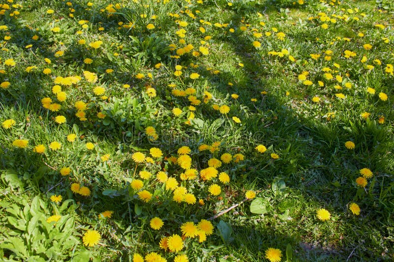 Shadow of a Tree on the Grass in Spring,mystical Shadow of Paws on ...