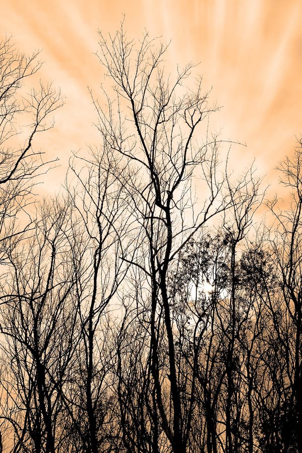 The Shadow Tree Group. Light Stock Photo - Image of landscape, group ...