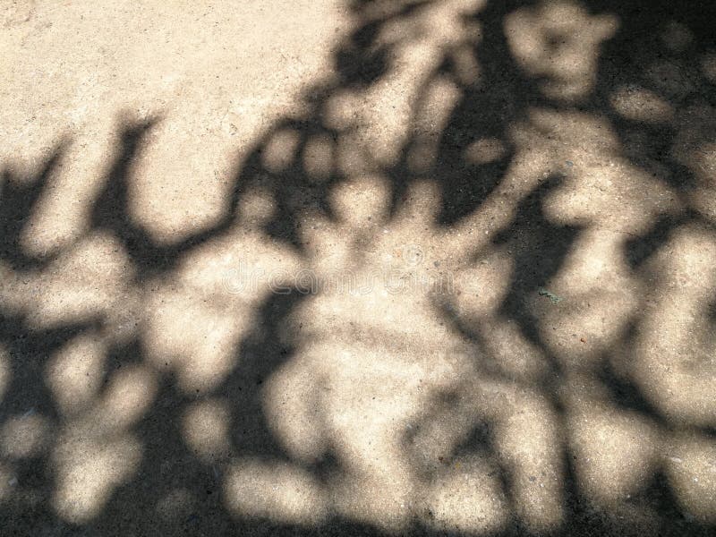 Shadow of the Tree on Grunge Concrete Background Stock Image - Image of ...