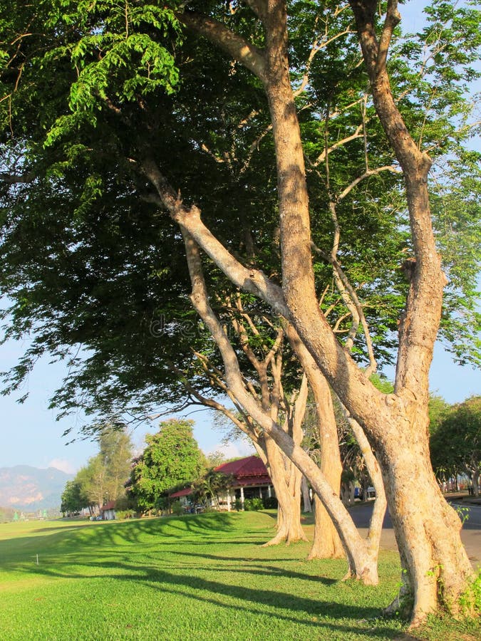 Shadow tree stock photo. Image of landscape, ground, exterior - 40278312
