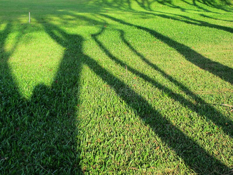 Shadow of tree stock photo. Image of morning, plant, natural - 40278330
