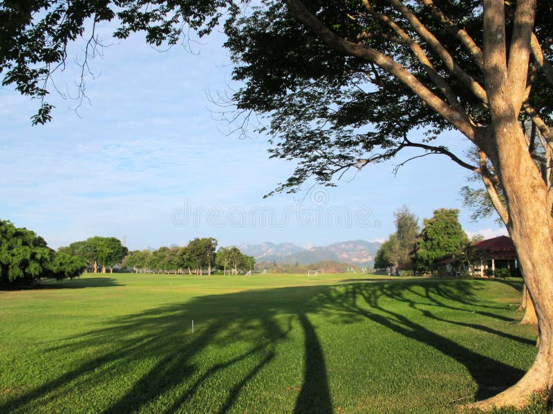Shadow tree stock image. Image of forest, color, shadow - 40278341
