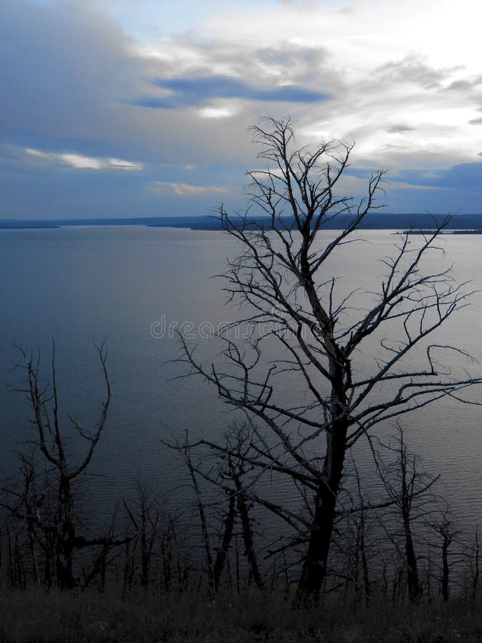 Shadow tree lake stock photo. Image of tree, trees, national - 56917522