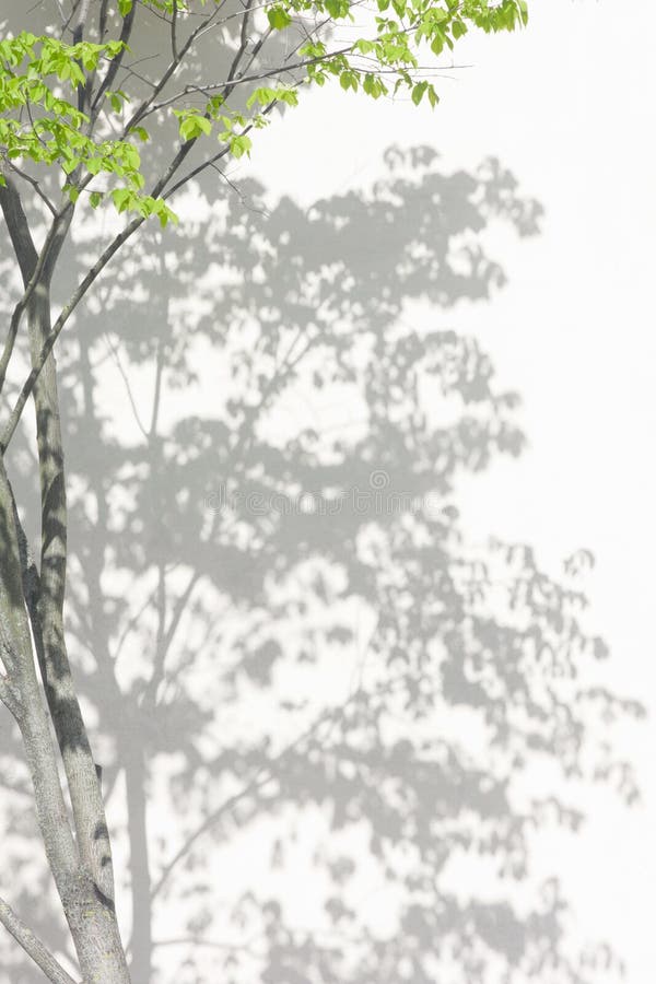 Shadow of a Tree with a Leafy Crown on the Wall. Leaf Pattern. Blurred ...