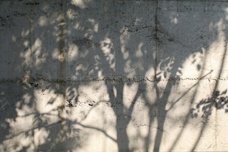 Shadow of Tree Leave on the Grunge Concrete Wall Texture Background ...