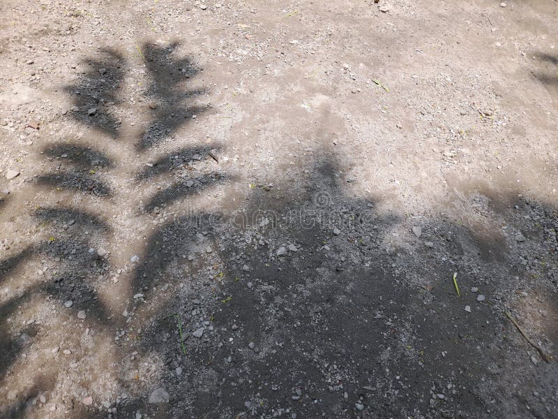 Shadow of Tree Leaves on the Soil Floor. Abstract Natural Background ...