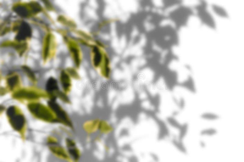 Shadow Tree with Leaves on a White Background. Stock Photo - Image of ...