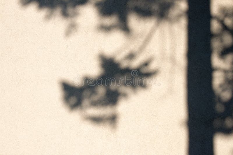 Shadow of a Tree on a Light Wall. Stock Image - Image of projection ...