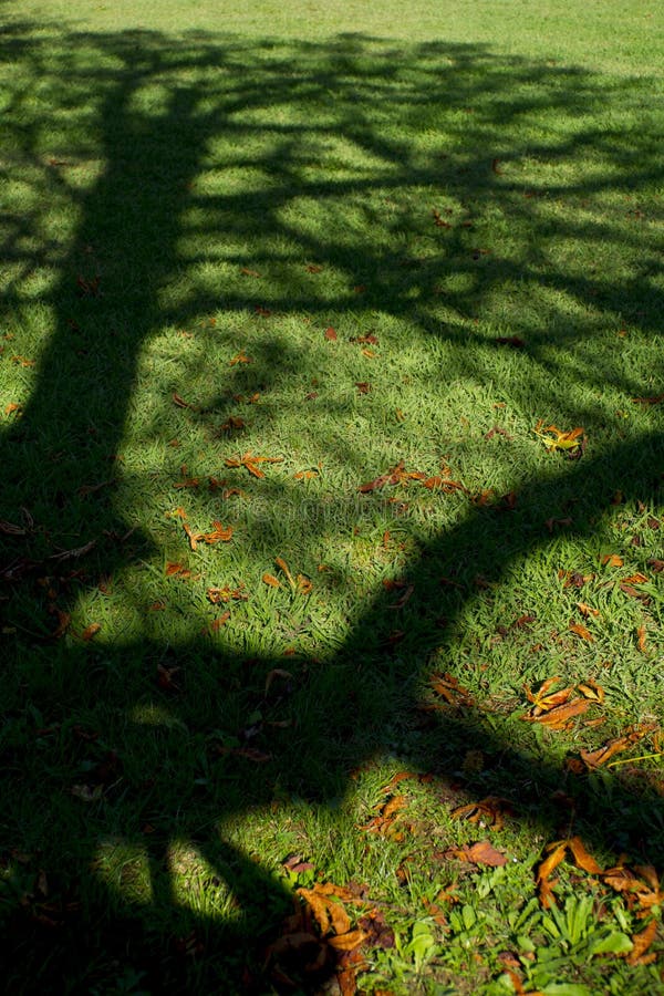 Tree shadow on a meadow stock image. Image of relaxation - 126147819