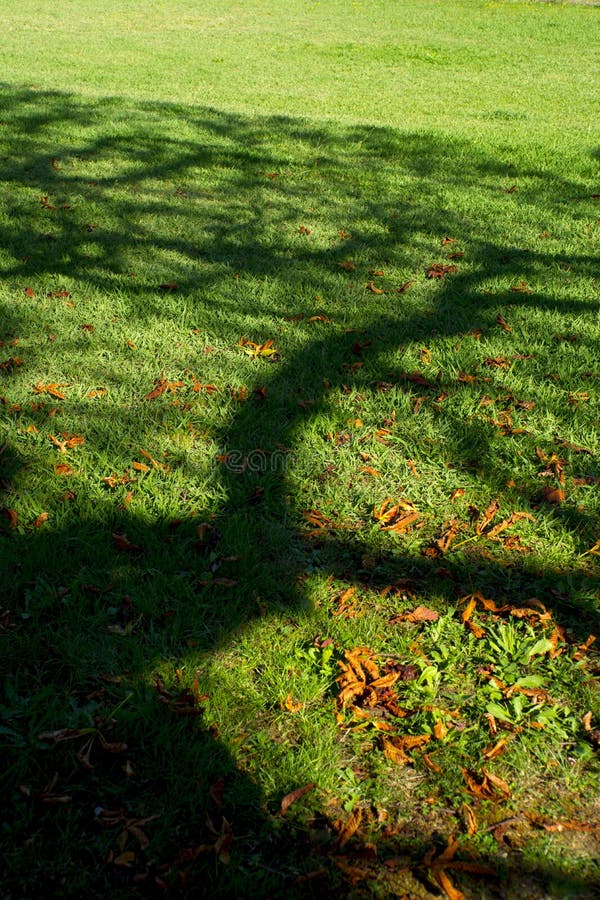 Tree shadow on a meadow stock image. Image of garden - 126147857
